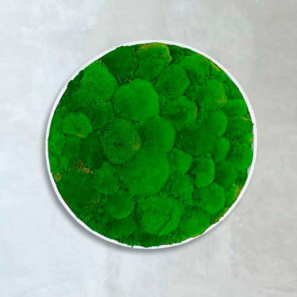 C rculo Con Musgo Vegetal Bola Renueva De Forma Natural